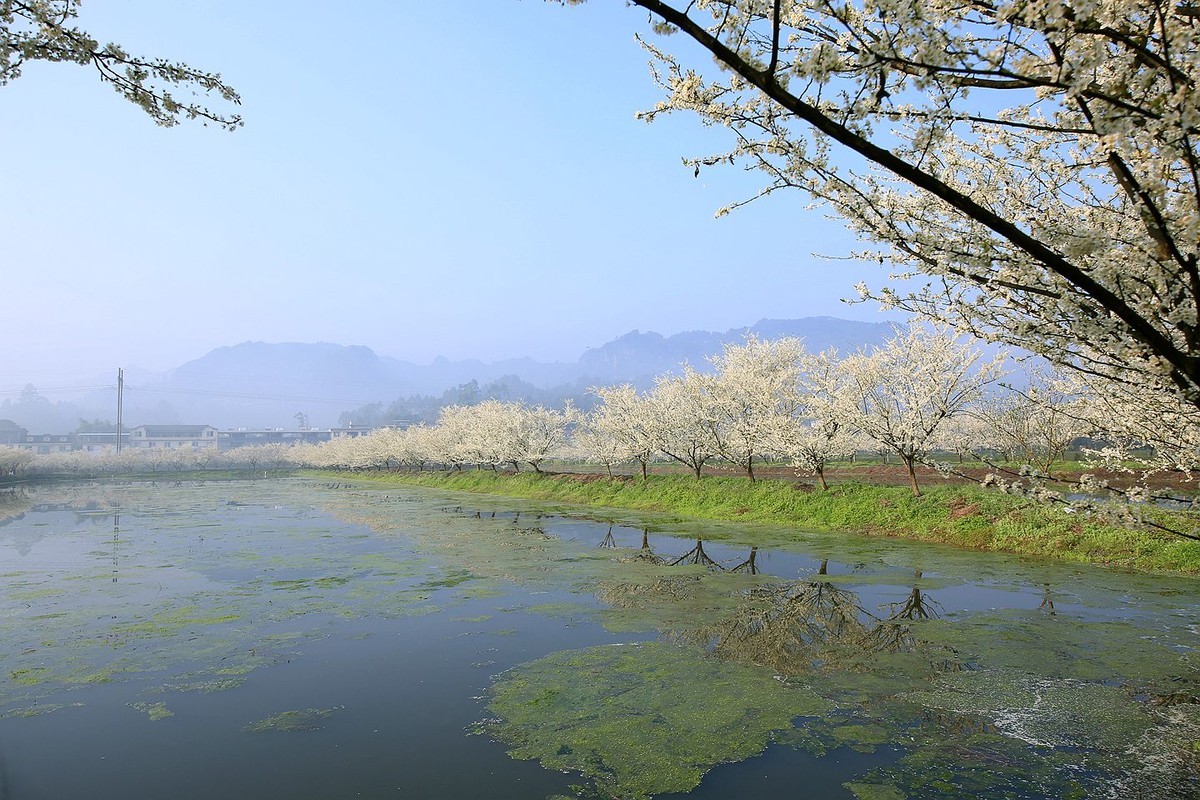 雾中李子花 【七】-中关村在线摄影论坛