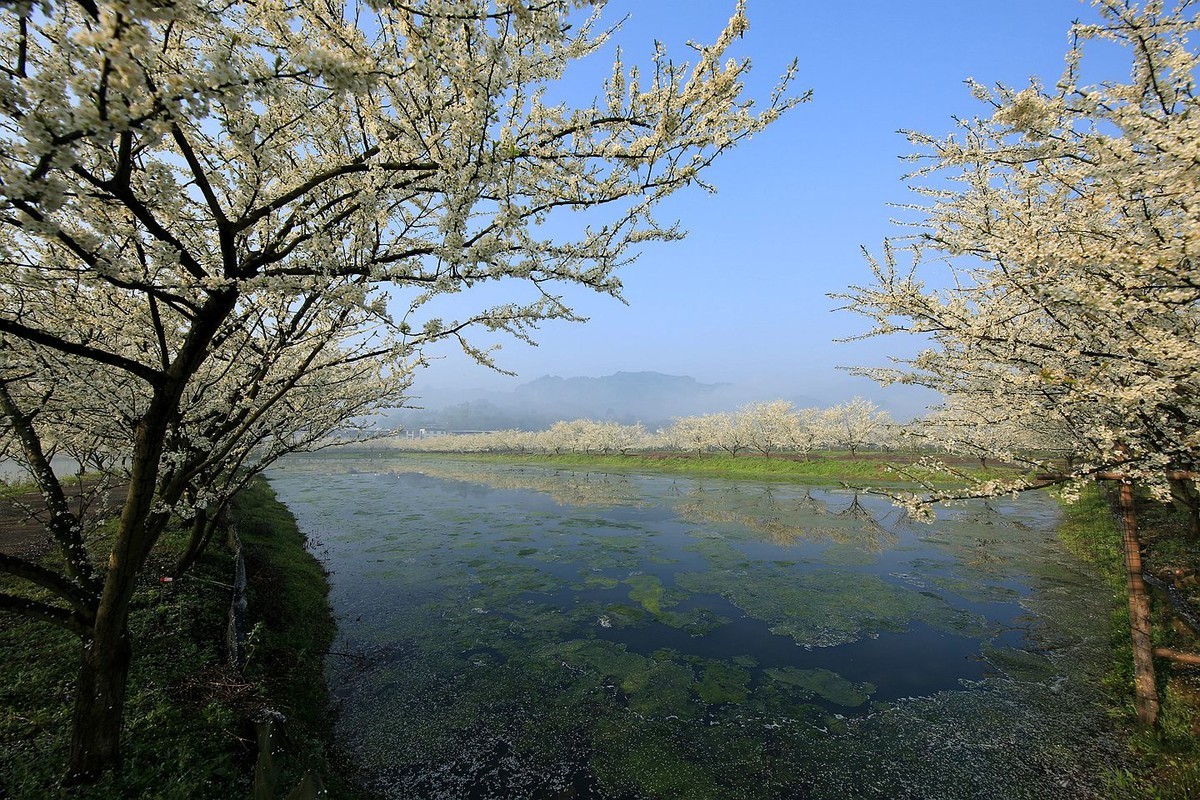 雾中李子花 【七】-中关村在线摄影论坛