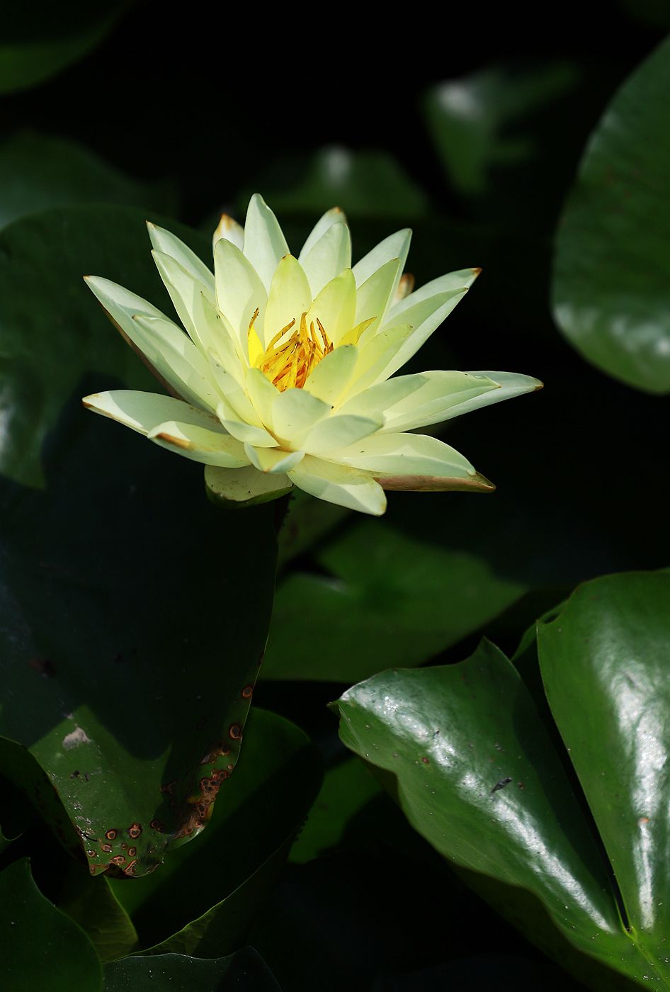 睡莲 (10)-中关村在线摄影论坛