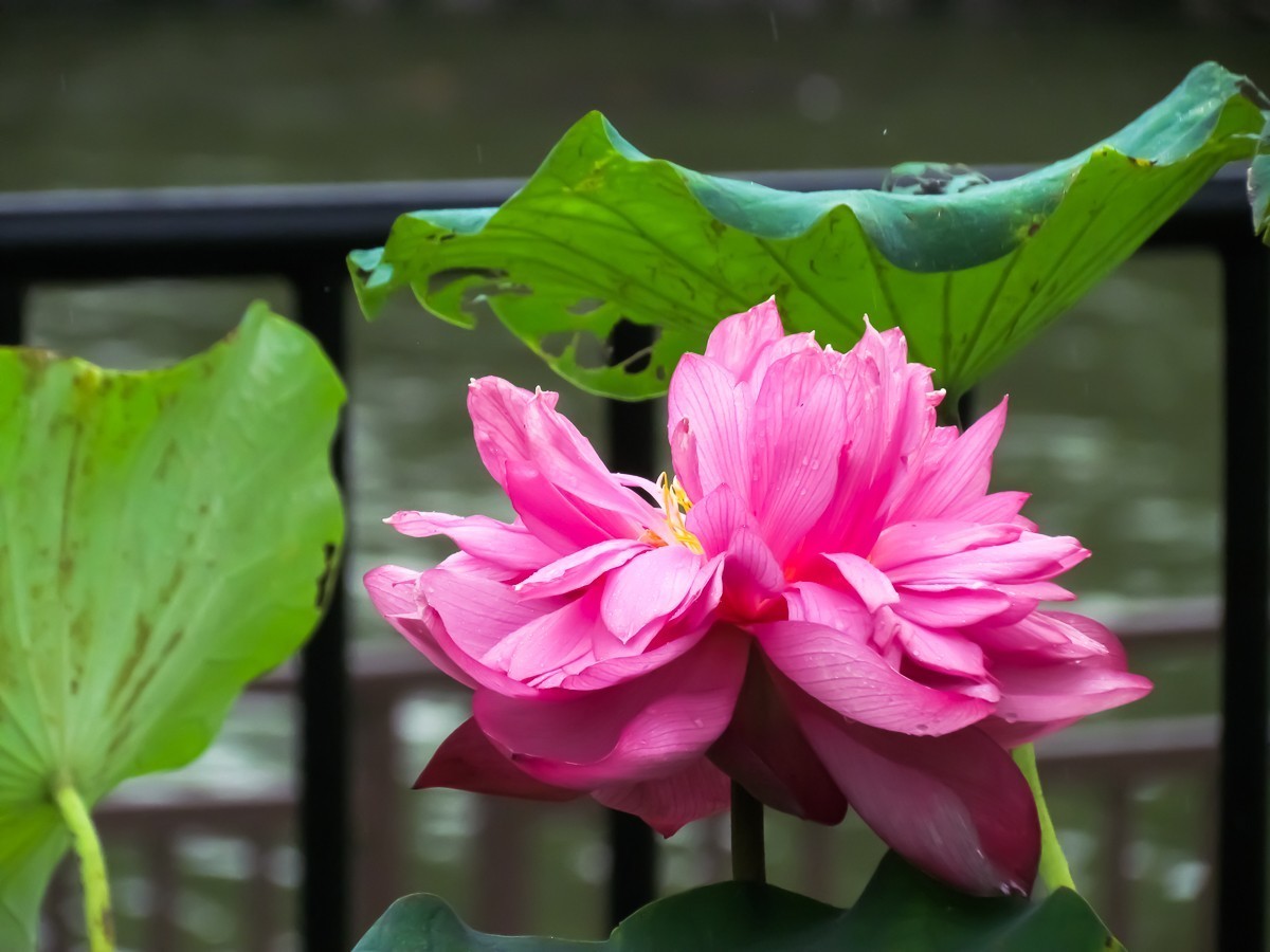 荷花-中关村在线摄影论坛