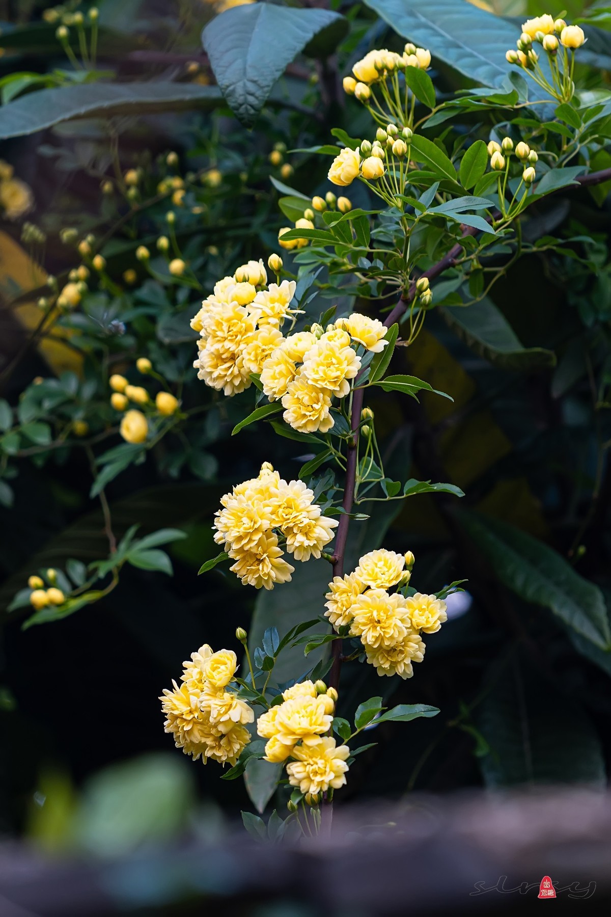 黄木香花-中关村在线摄影论坛