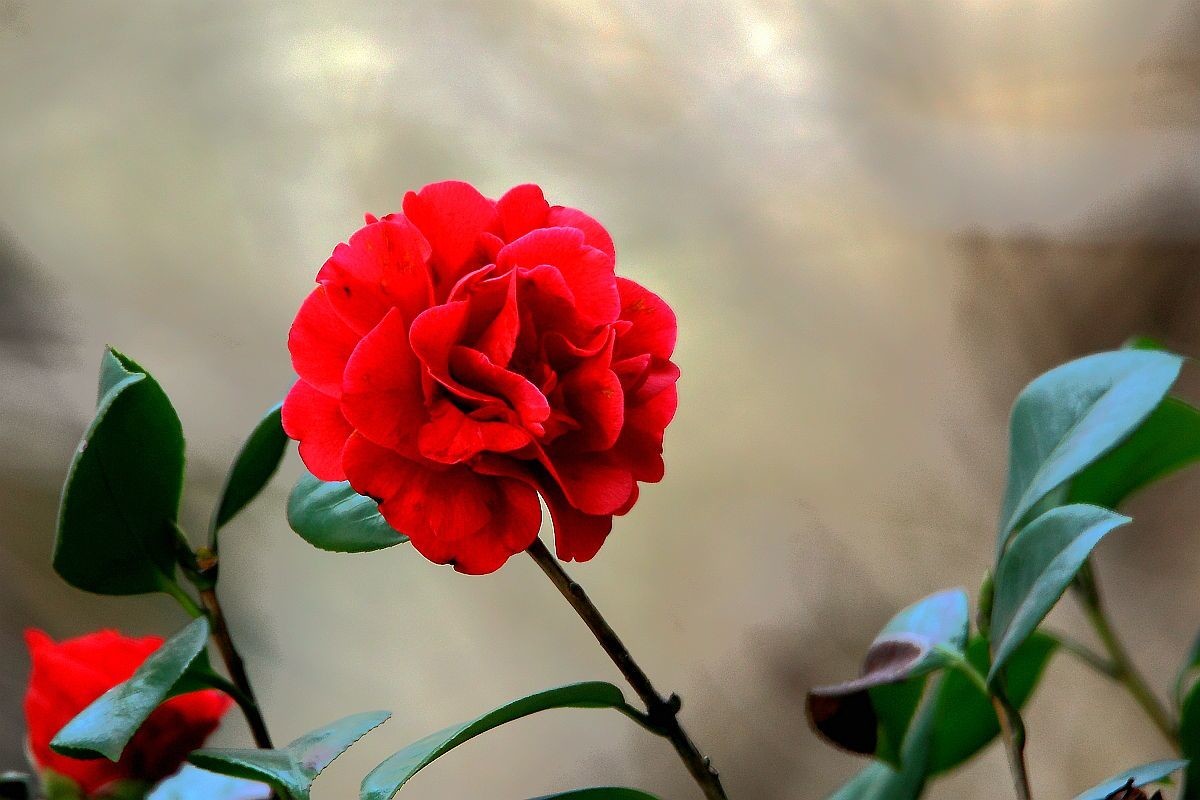 一组花卉（一）-中关村在线摄影论坛