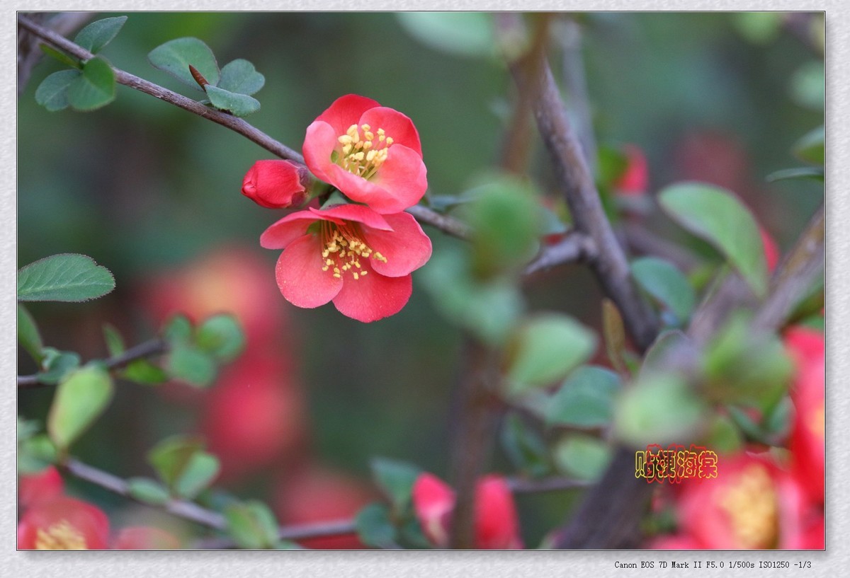 贴梗海棠 4【2023-0234】-中关村在线摄影论坛