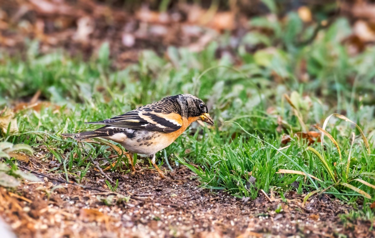 燕雀（十七）-中关村在线摄影论坛