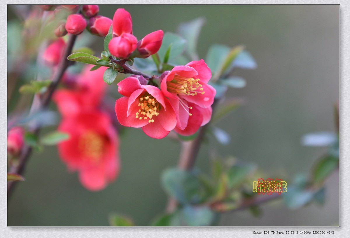 贴梗海棠 4【2023-0234】-中关村在线摄影论坛