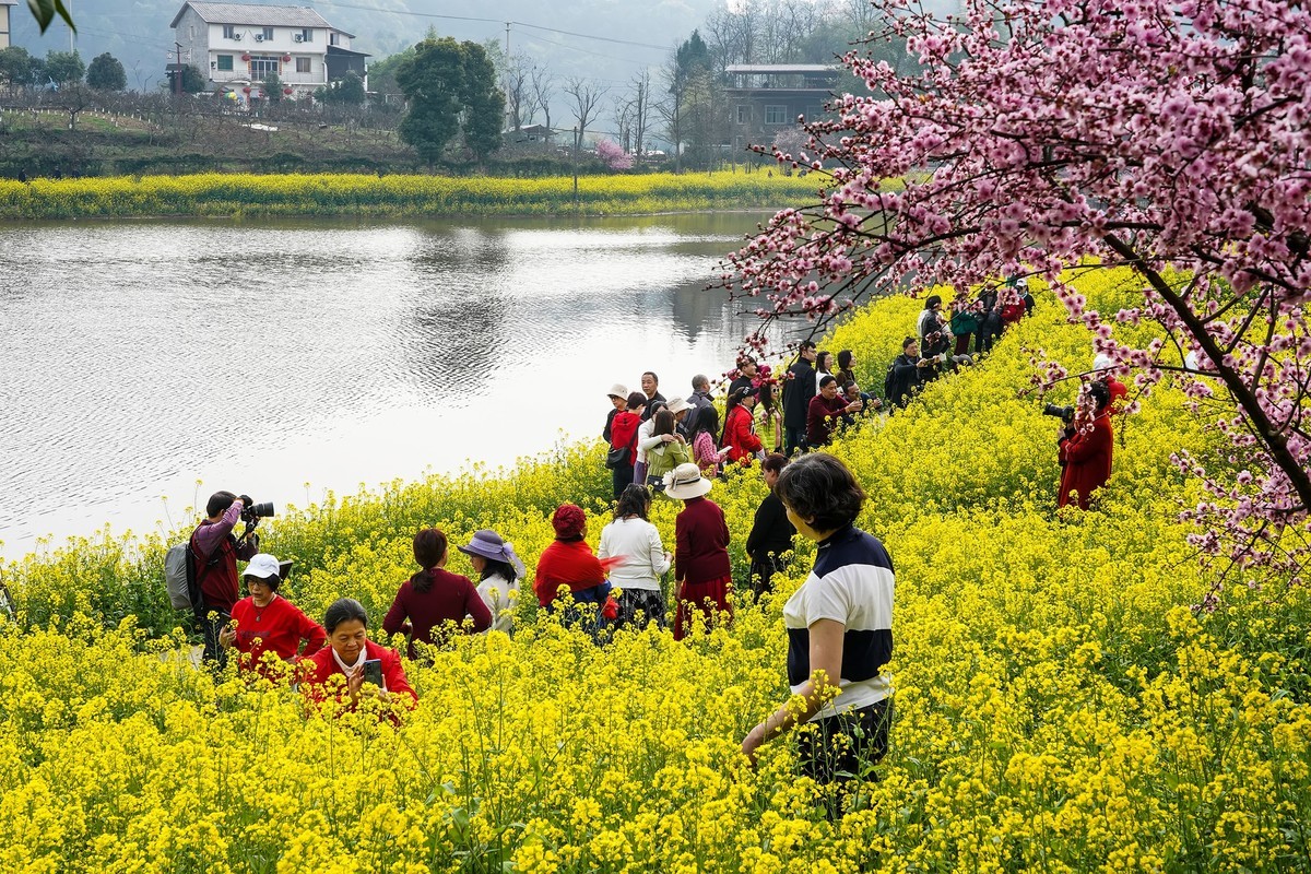 新春踏青赏花忙-中关村在线摄影论坛