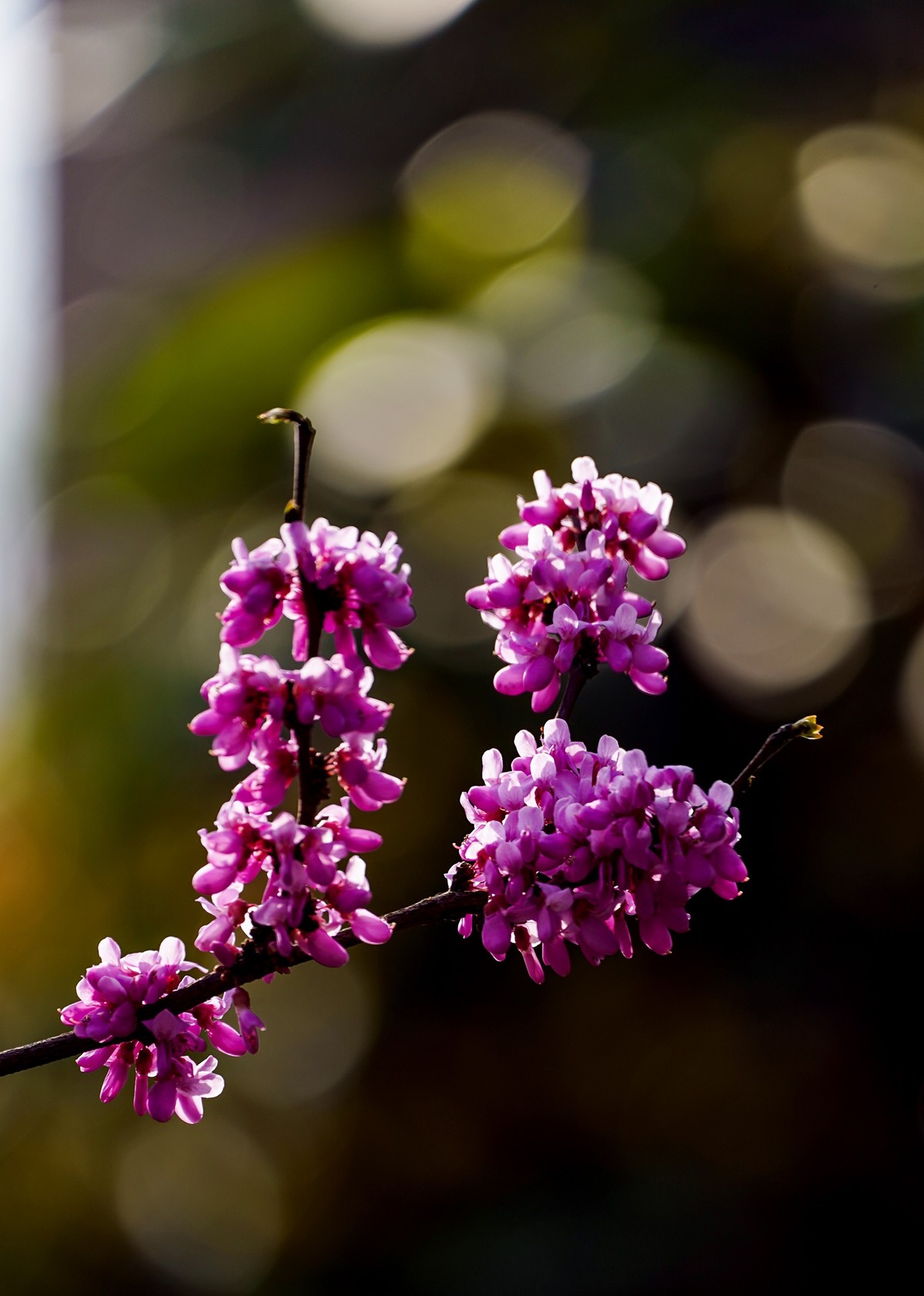 紫荆花-中关村在线摄影论坛