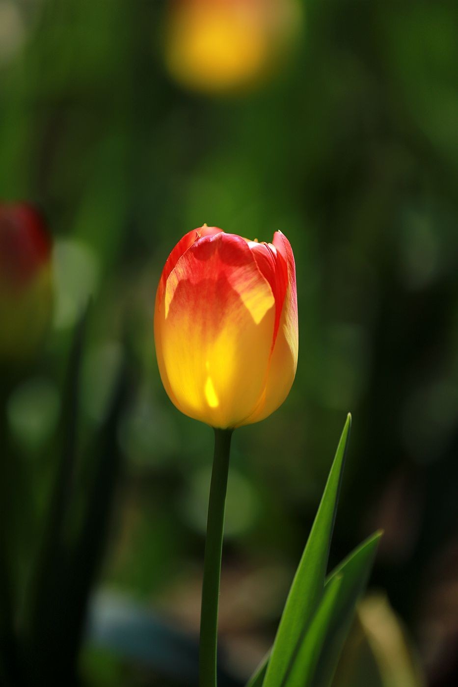 郁金香 (16)-中关村在线摄影论坛