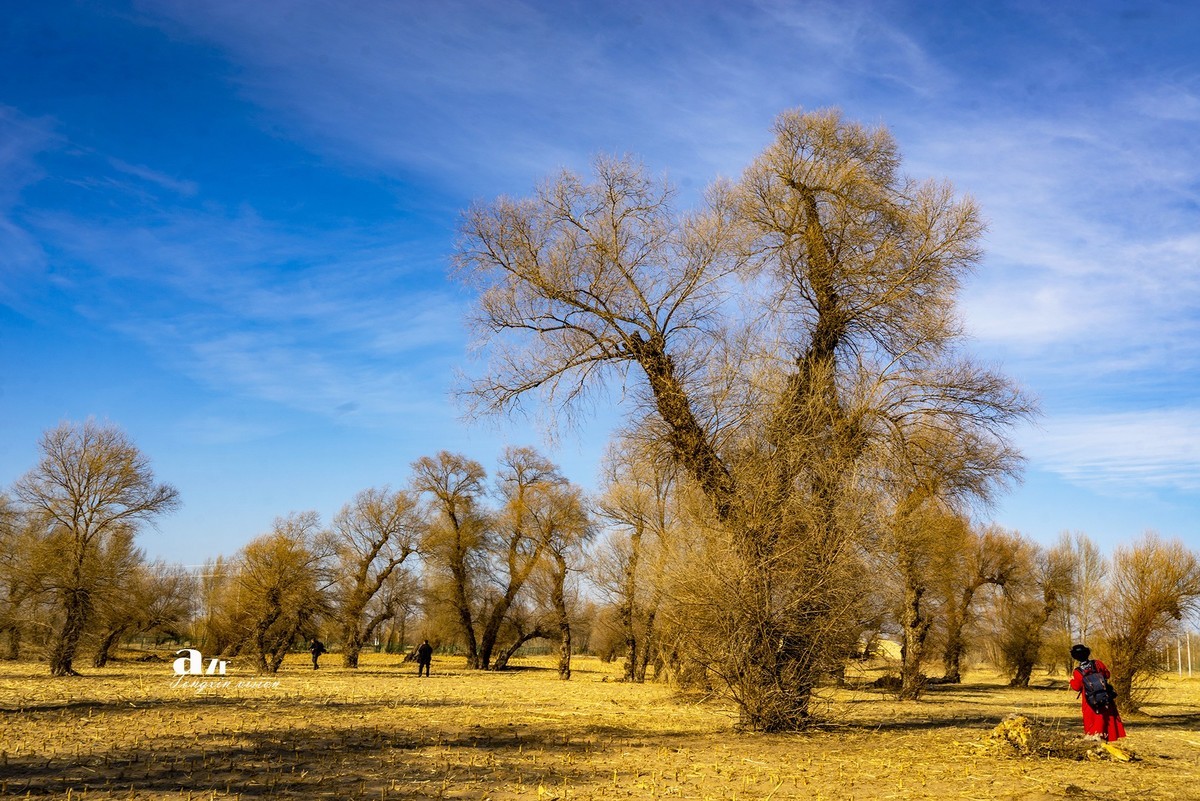 阿吉泰的怪柳（8）-中关村在线摄影论坛