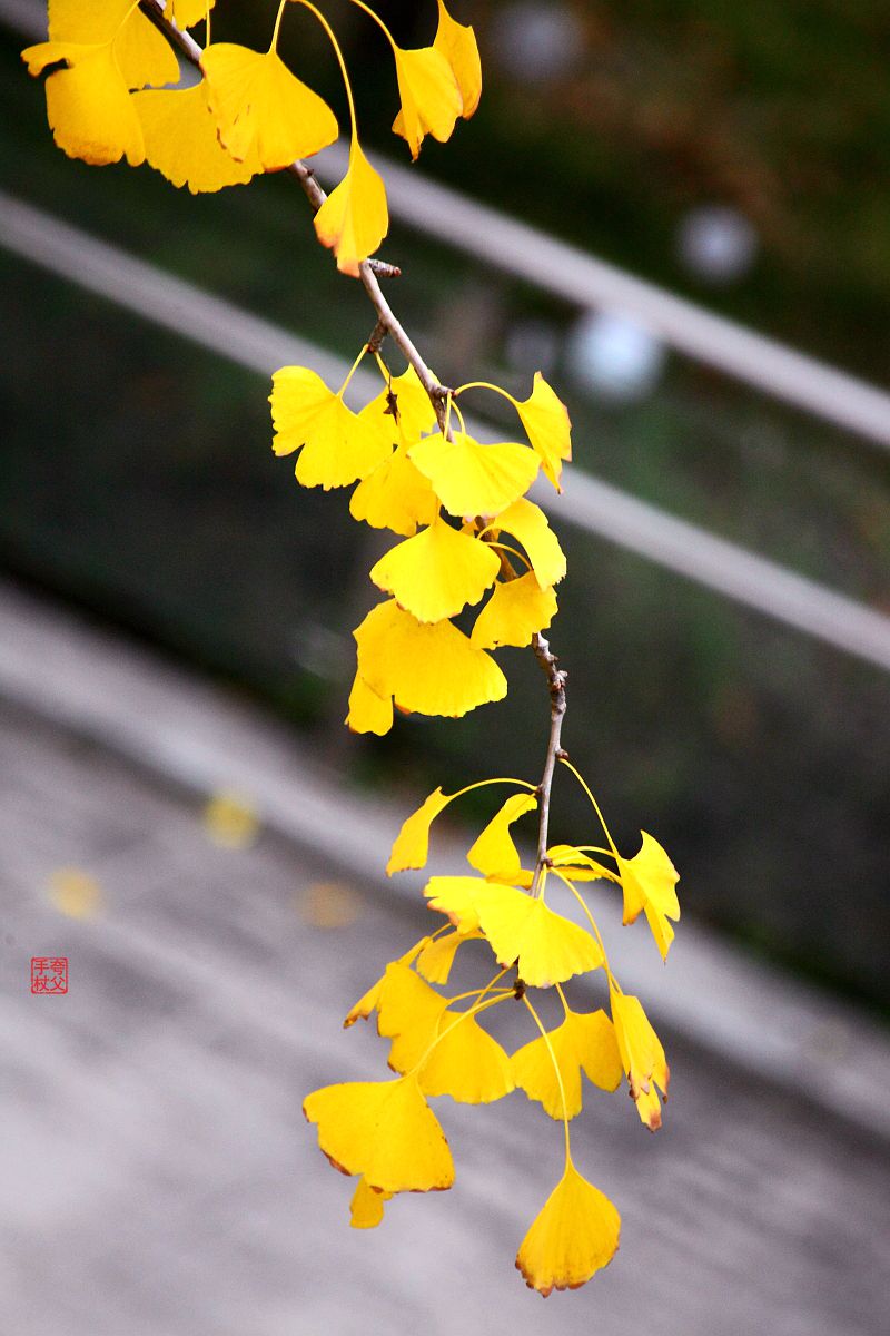 银杏（二）-中关村在线摄影论坛