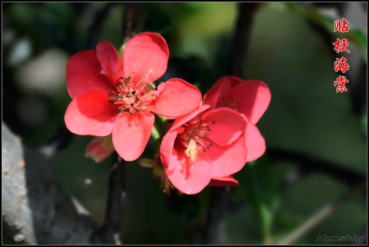 贴梗海棠（2023049）-中关村在线摄影论坛