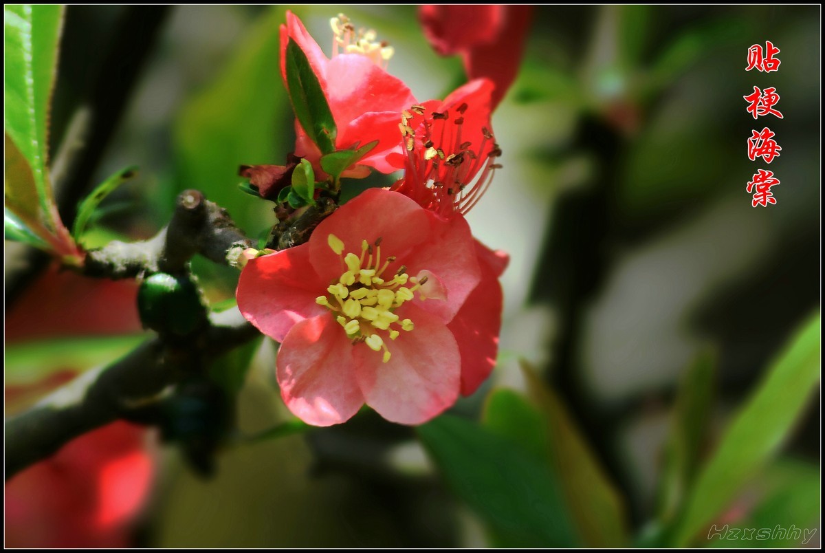 贴梗海棠（2023049）-中关村在线摄影论坛
