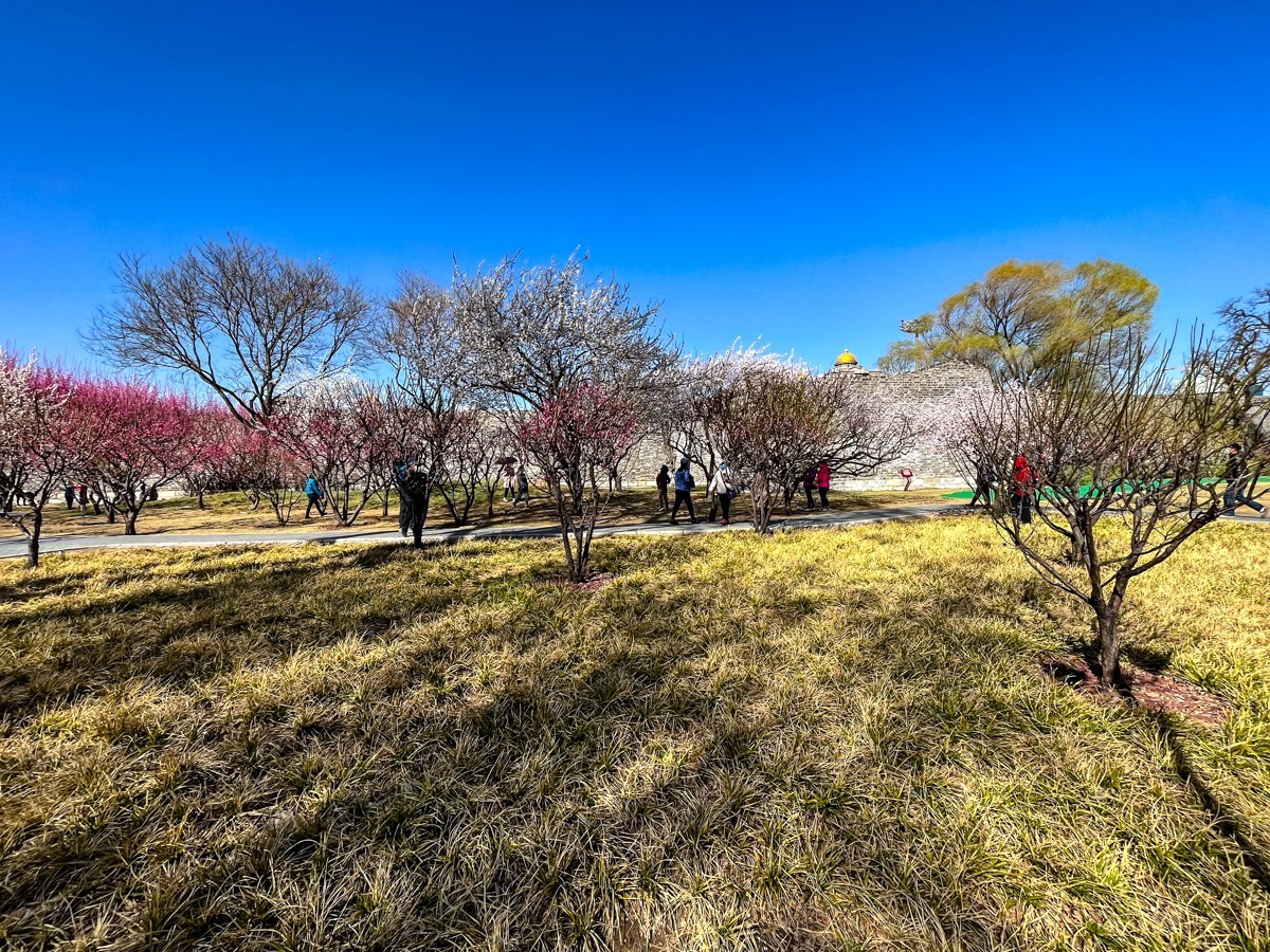 2023年第0179贴-春天拍春花集锦（0320F）-中关村在线摄影论坛