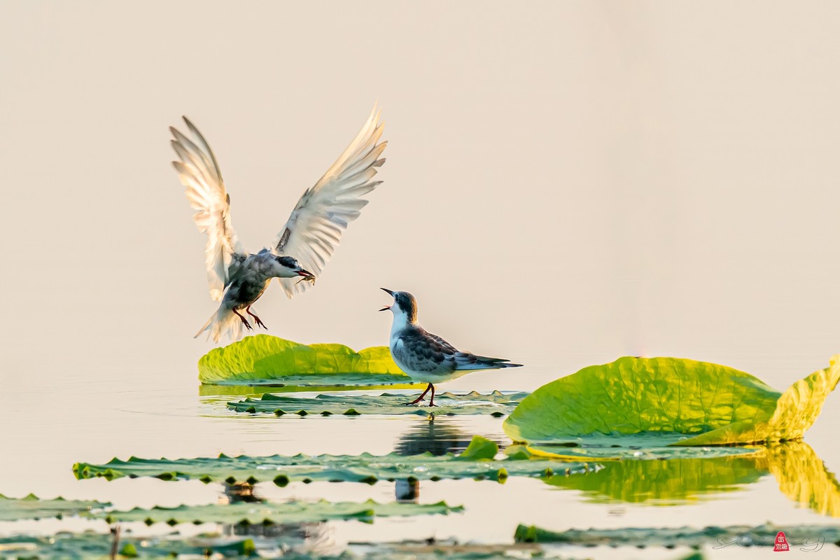须浮鸥 育雏（三）-中关村在线摄影论坛