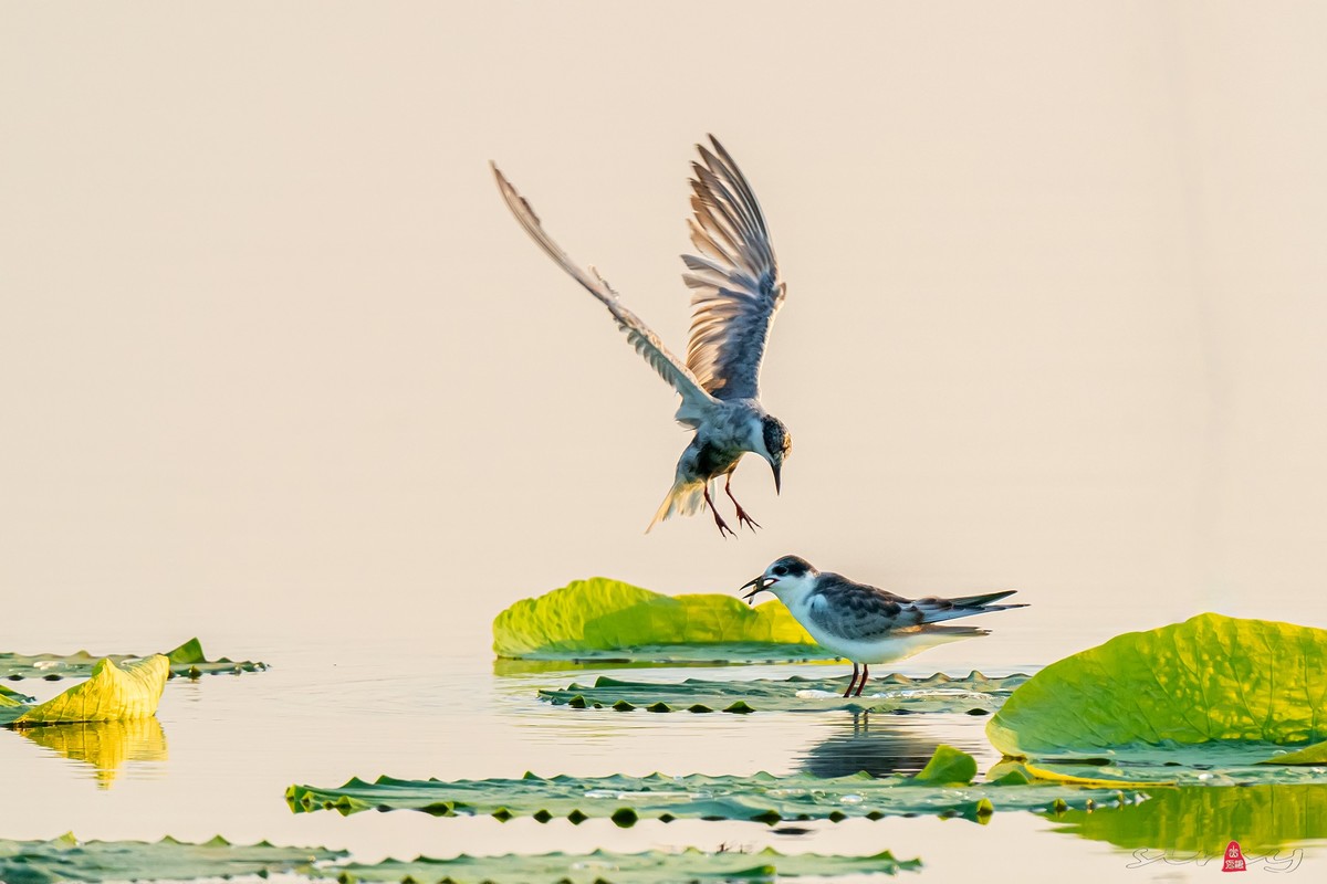 须浮鸥 育雏（三）-中关村在线摄影论坛