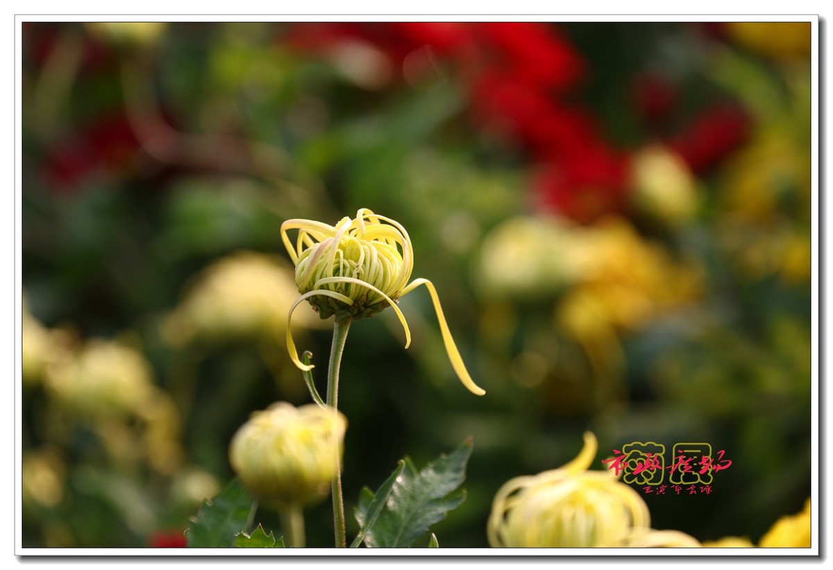 市政广场菊花展 23【2022-0919】-中关村在线摄影论坛