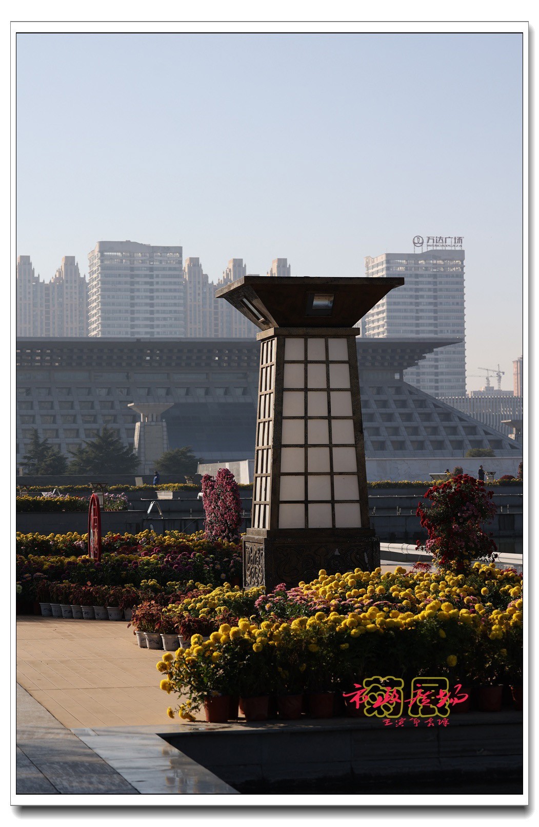 市政广场菊花展 23【2022-0919】-中关村在线摄影论坛