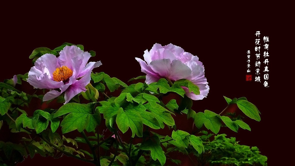 景山牡丹220424(2)-中关村在线摄影论坛