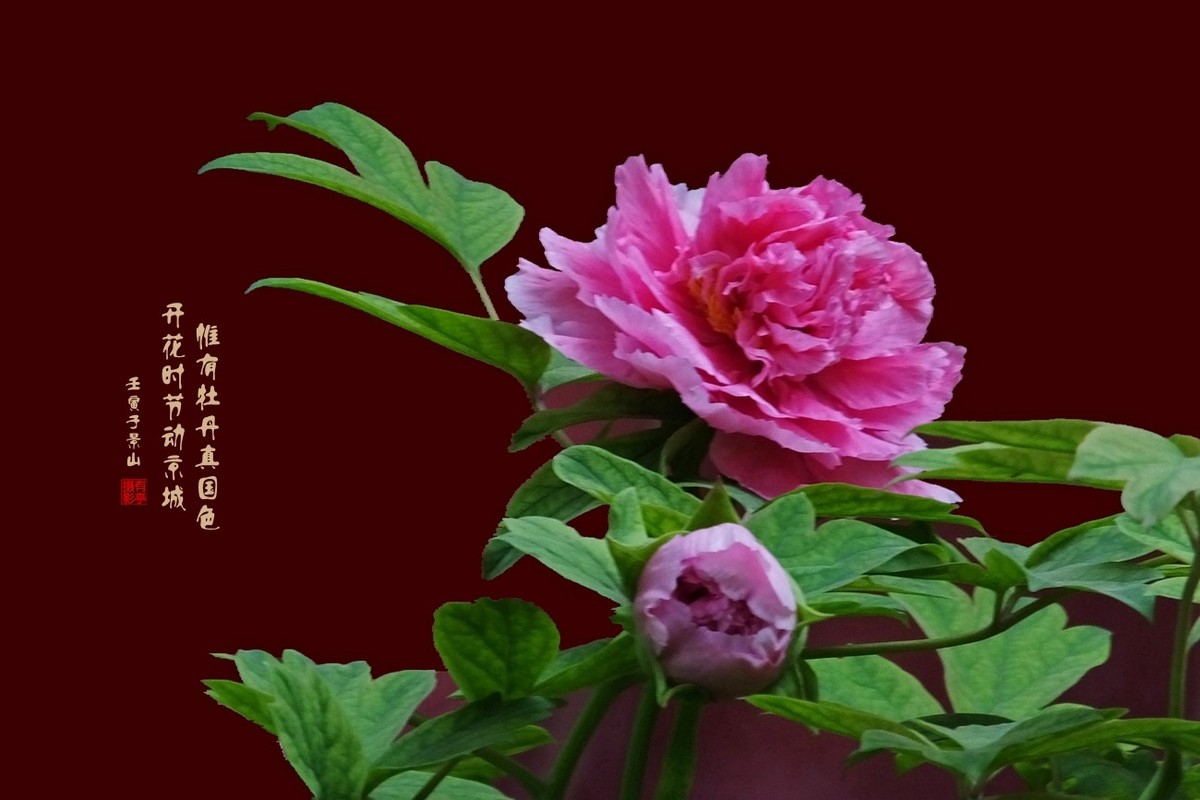 景山牡丹220424(2)-中关村在线摄影论坛