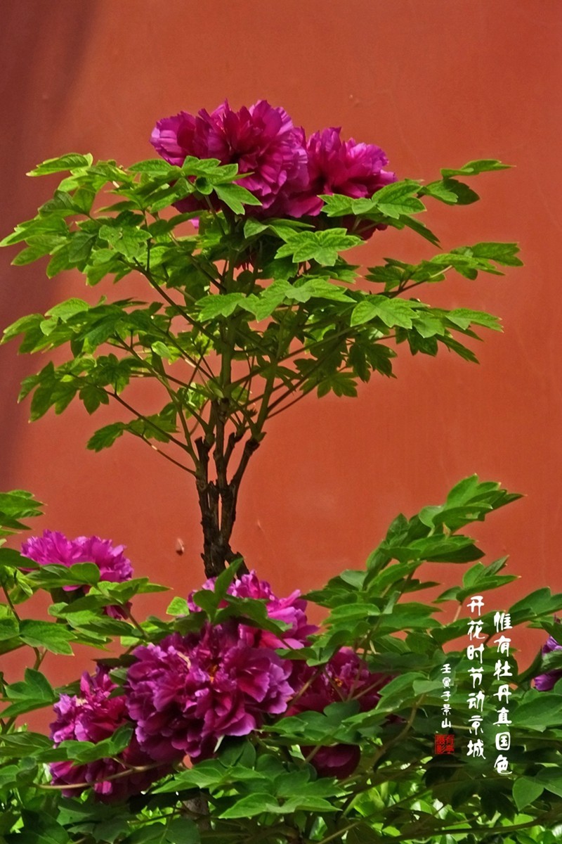 景山牡丹220424(2)-中关村在线摄影论坛