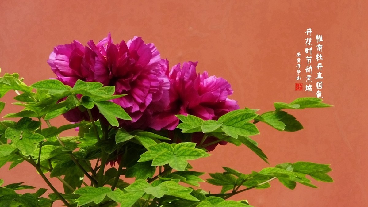 景山牡丹220424(2)-中关村在线摄影论坛