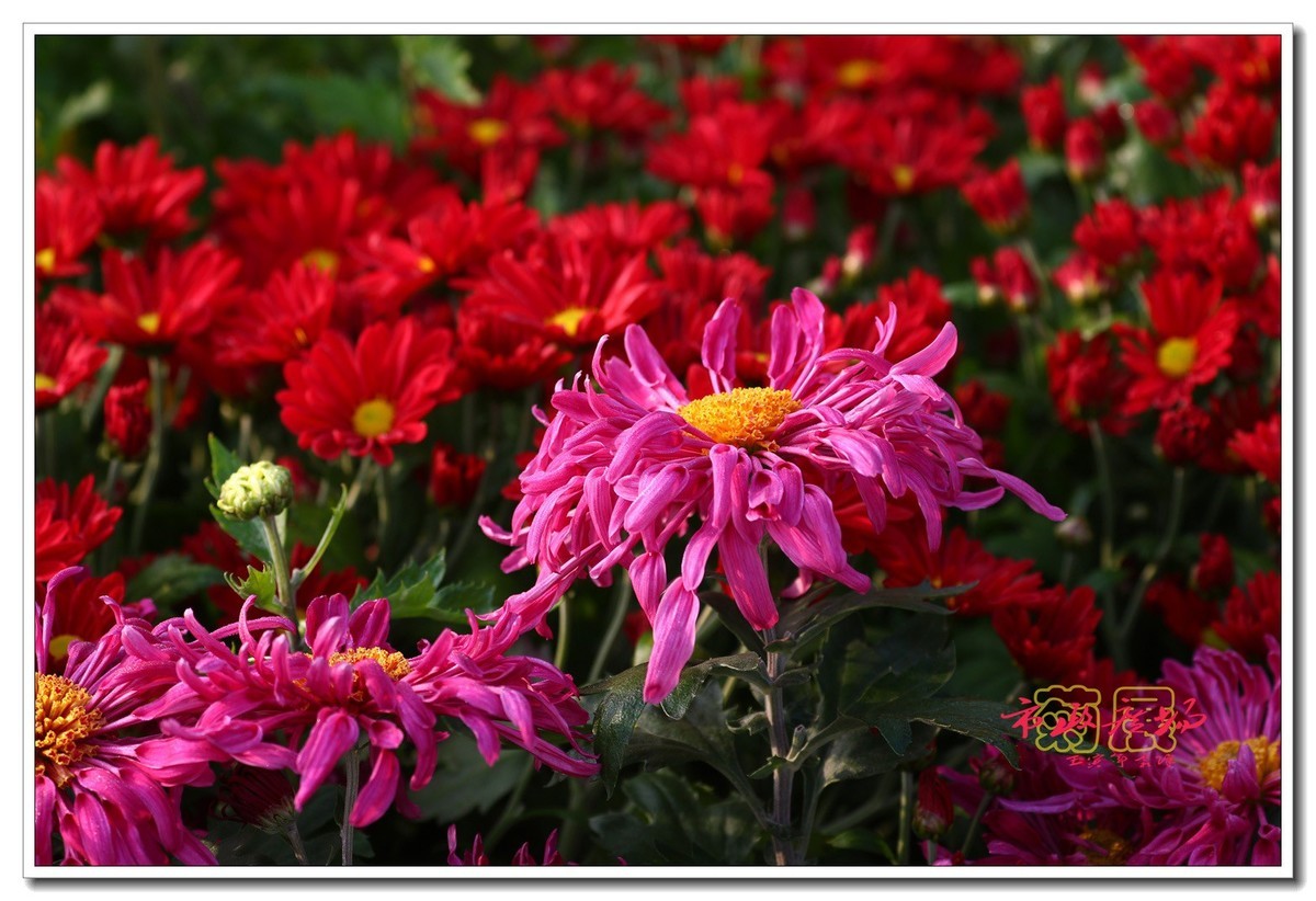 市政广场菊花展 23【2022-0919】-中关村在线摄影论坛