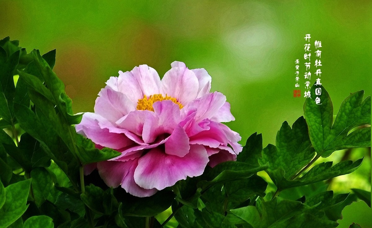 景山牡丹220424(2)-中关村在线摄影论坛