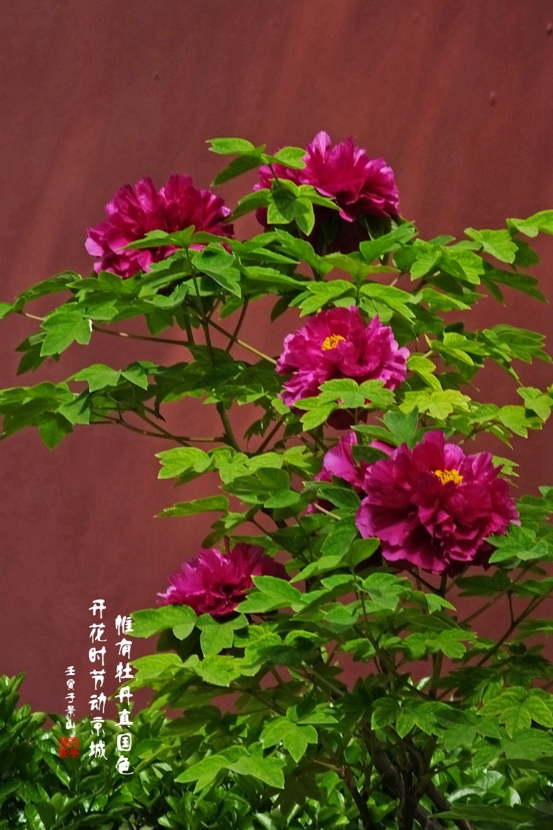 景山牡丹220424(2)-中关村在线摄影论坛