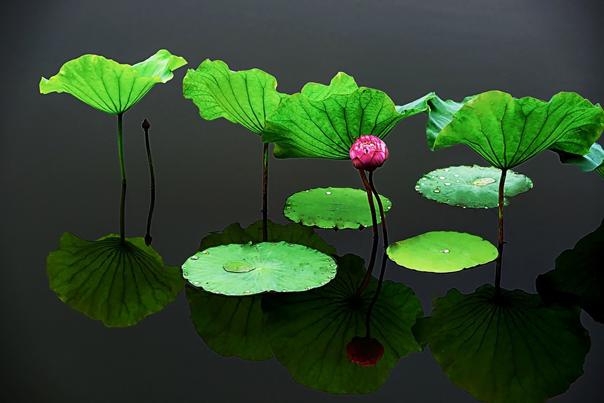 荷韵-中关村在线摄影论坛