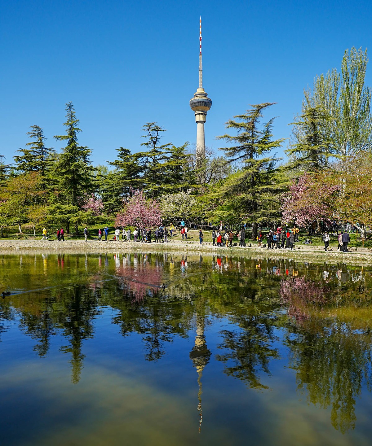 春游玉渊潭20230407 《59》-中关村在线摄影论坛