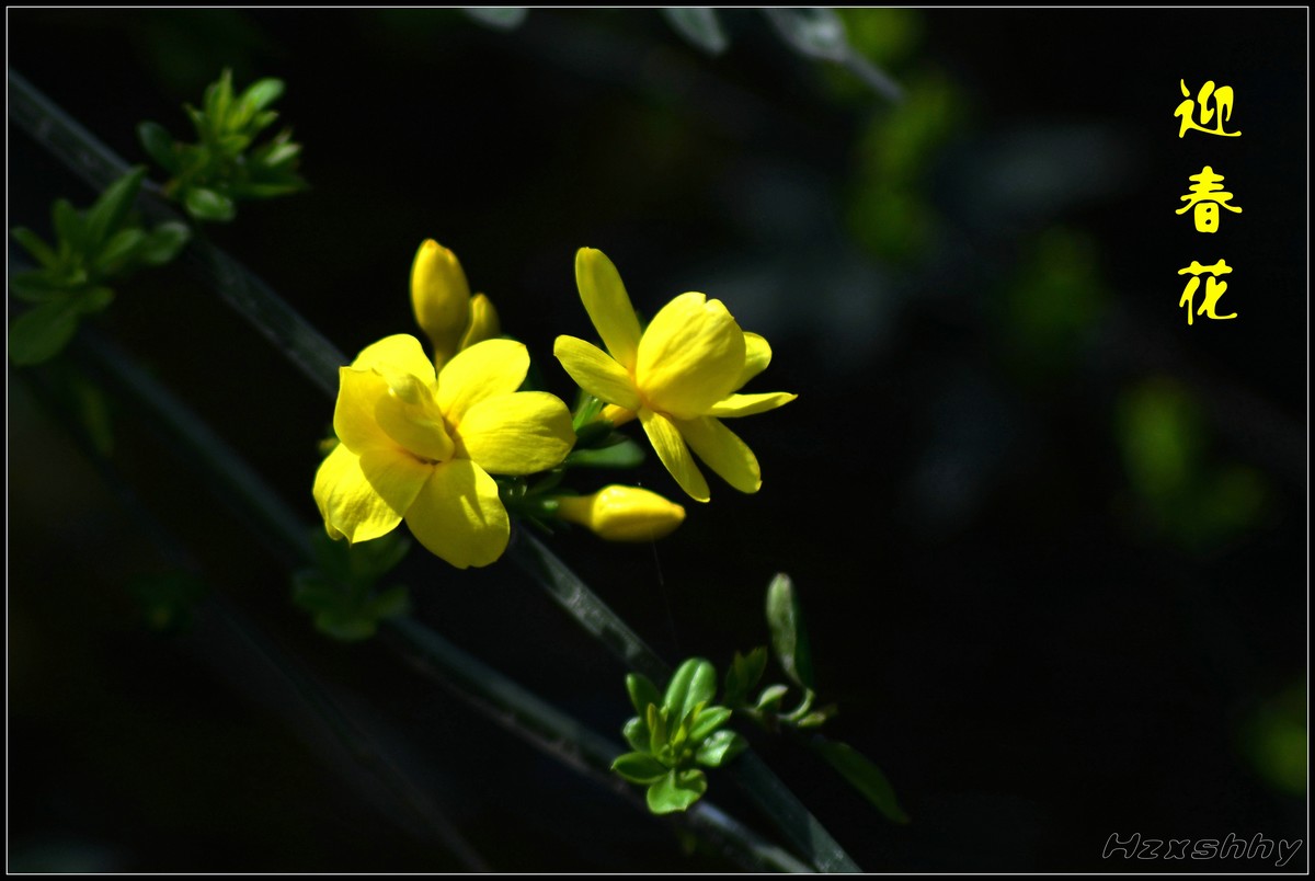 迎春花（2023080）-中关村在线摄影论坛
