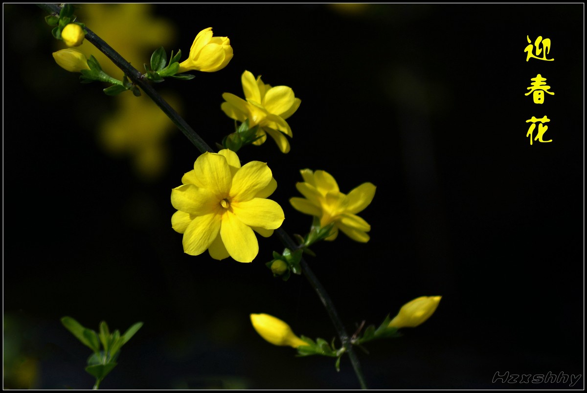 迎春花（2023080）-中关村在线摄影论坛