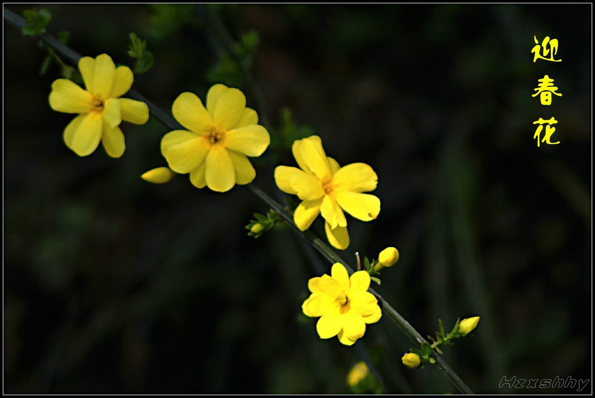 迎春花（2023080）-中关村在线摄影论坛