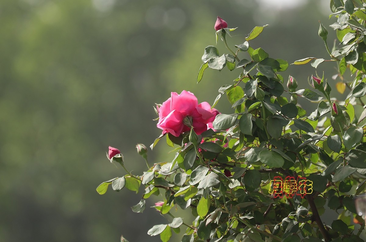 月季花 1【2023-0319】-中关村在线摄影论坛