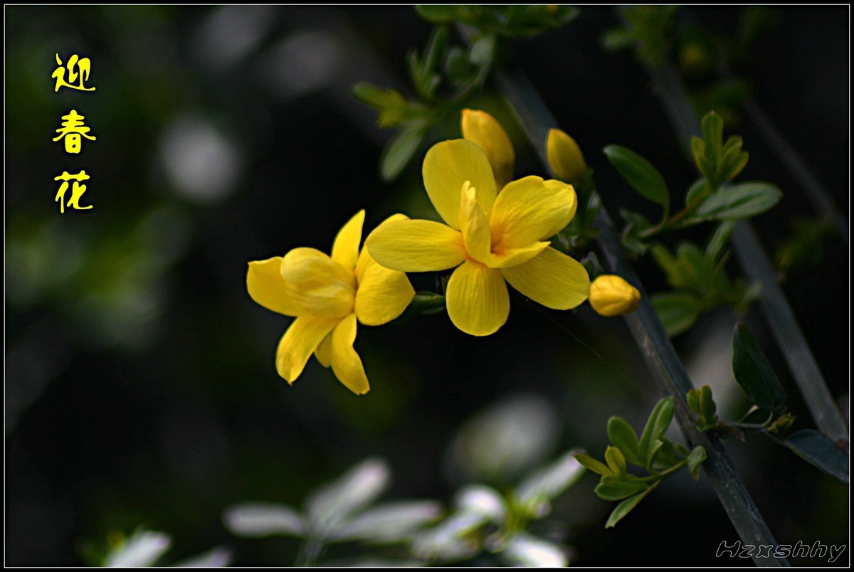 迎春花（2023080）-中关村在线摄影论坛