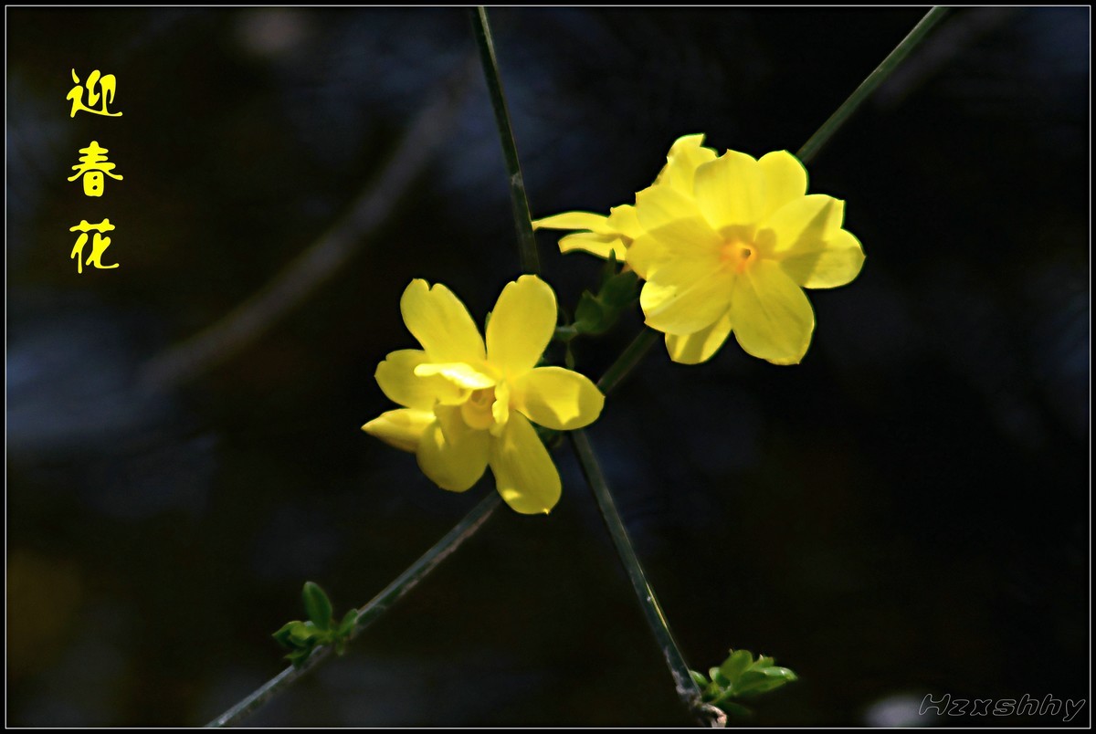 迎春花（2023080）-中关村在线摄影论坛