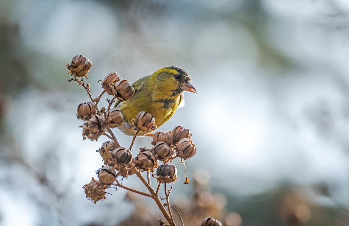 小黄雀（三十七）-中关村在线摄影论坛