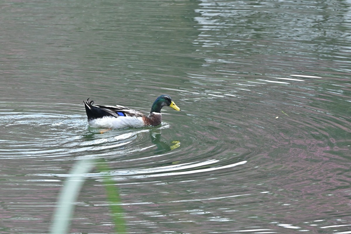 鸭鸭欢乐泛清波-中关村在线摄影论坛