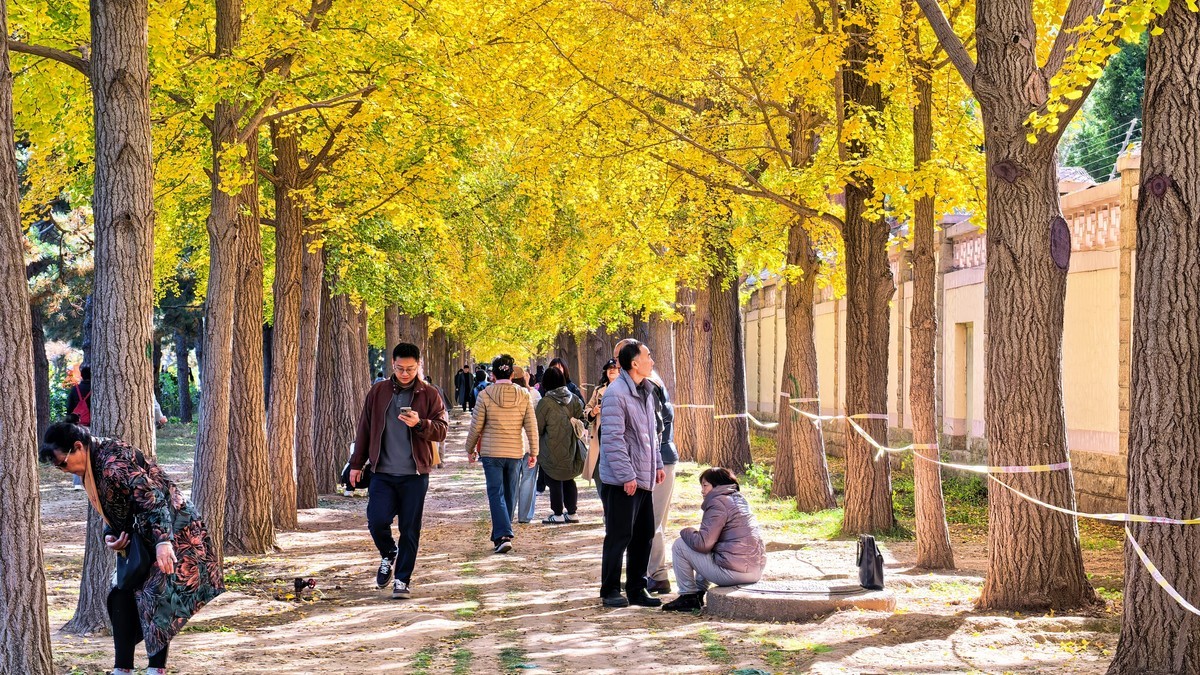 秋日随拍20251102 《3》-中关村在线摄影论坛