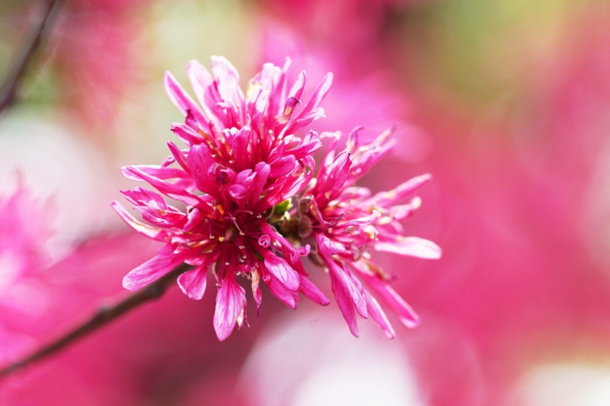 娇艳菊花桃（四）-中关村在线摄影论坛