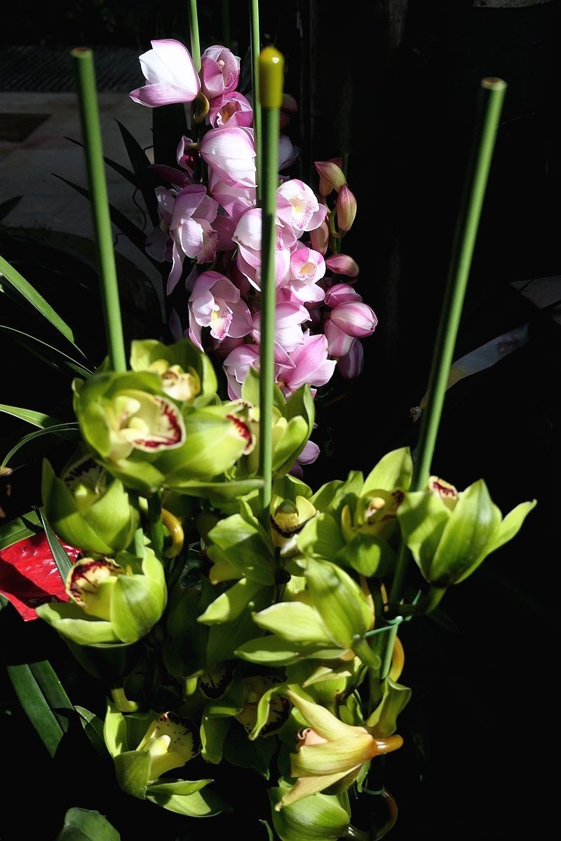 植物园蝴蝶兰五（完）-中关村在线摄影论坛