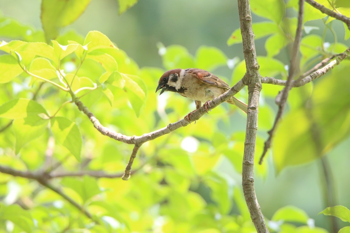 250506 麻 雀-中关村在线摄影论坛