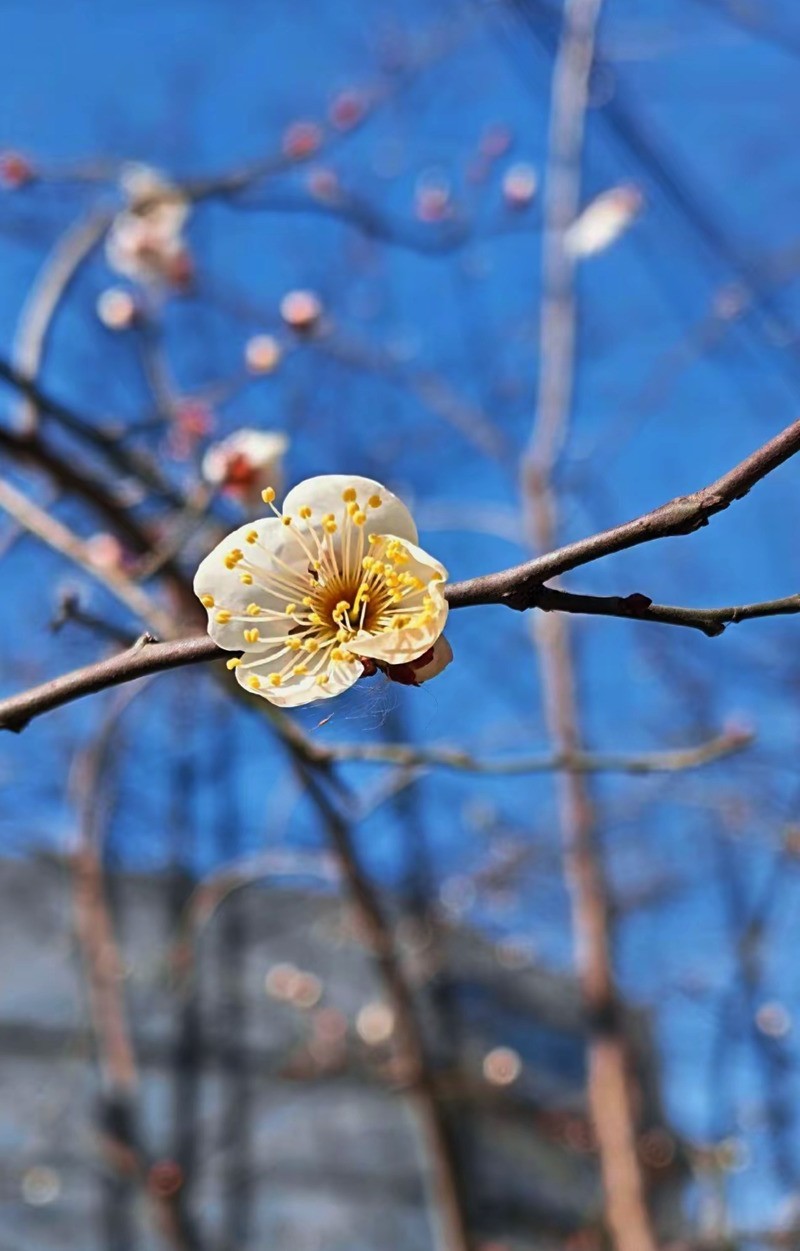 白梅迎春-中关村在线摄影论坛