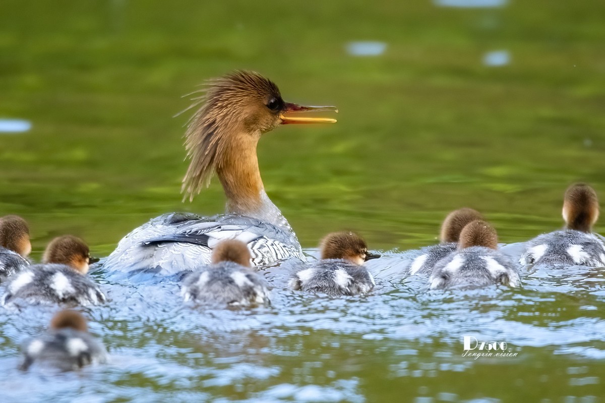 中华秋沙鸭（71）-中关村在线摄影论坛