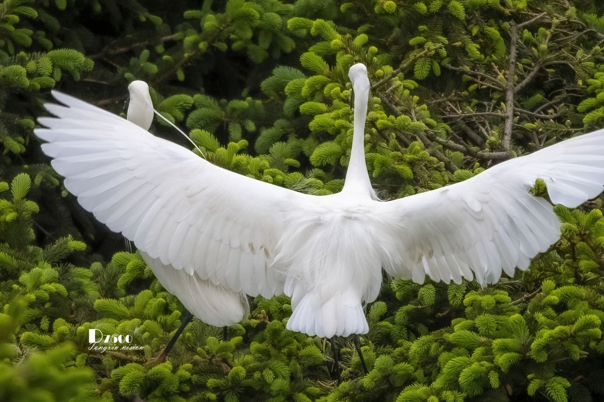 鹜岛里的白鹭（67）-中关村在线摄影论坛