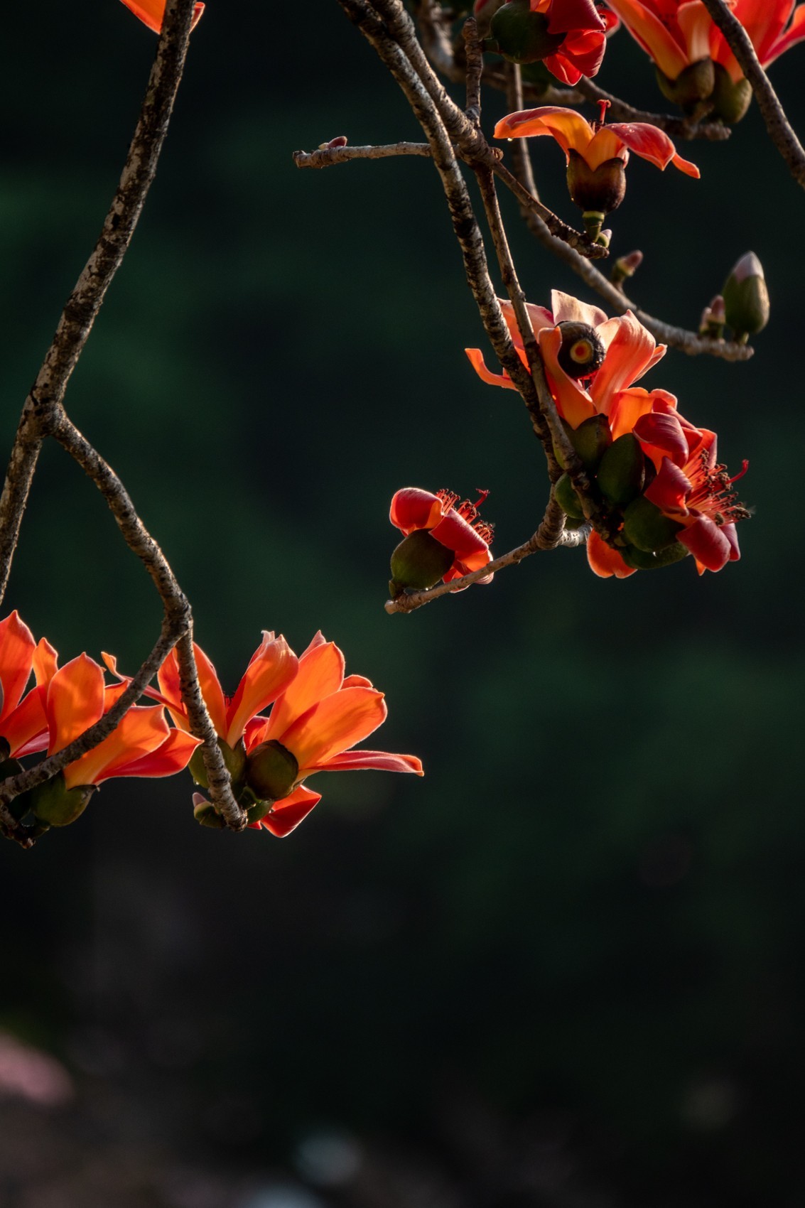 花枝招展（491）-中关村在线摄影论坛