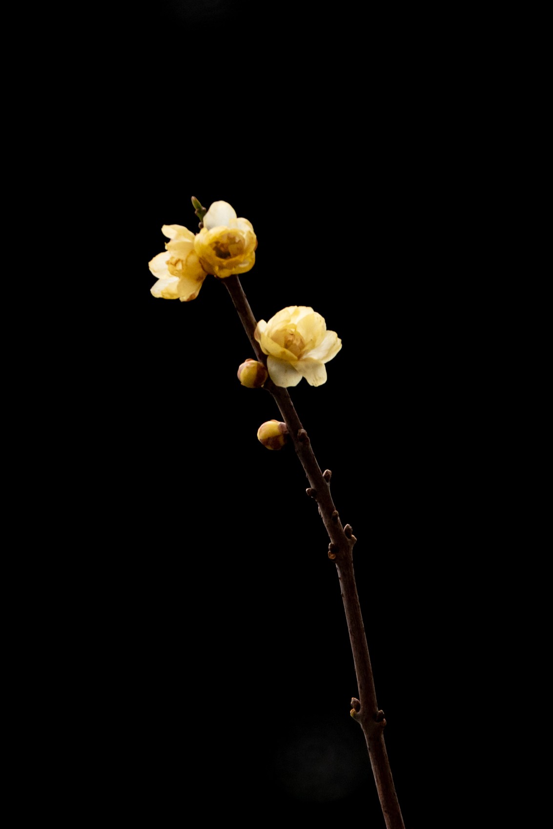 【高清图】十香园——腊梅-中关村在线摄影论坛