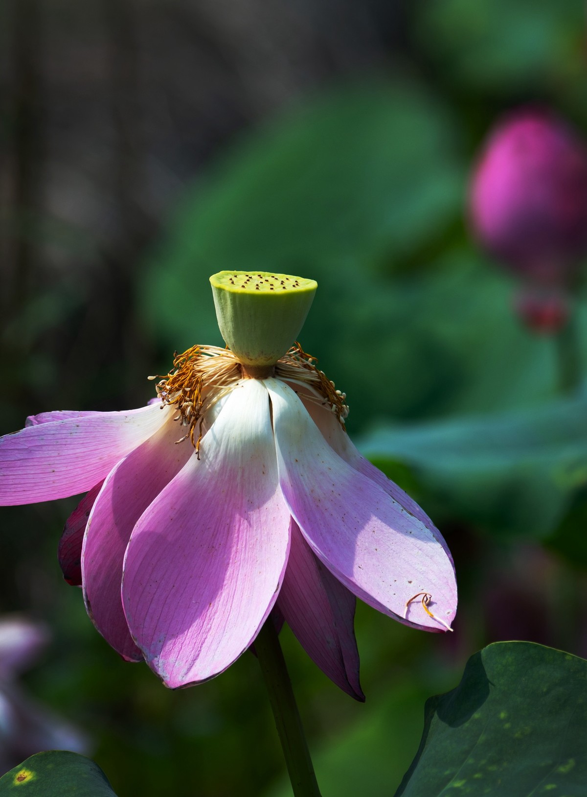 【高清图】荷花（四）-中关村在线摄影论坛