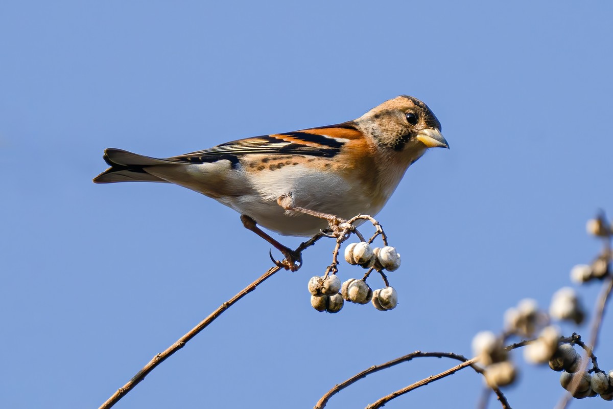 【高清图】吃树籽的燕雀-中关村在线摄影论坛