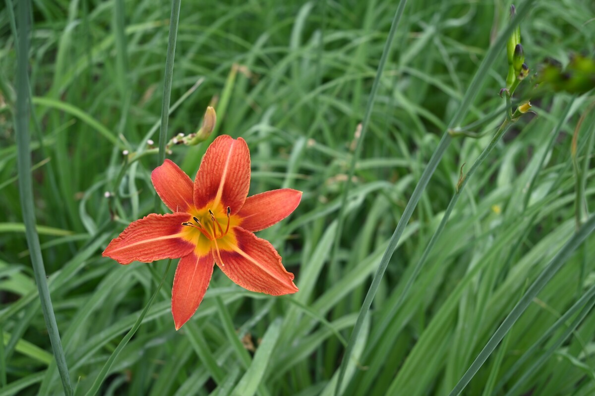 【高清图】萱草花-中关村在线摄影论坛